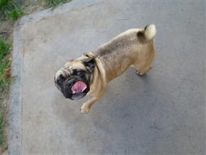 Unruliness Dog Behavior Problems solved pt 2 - Dog Owners Connection